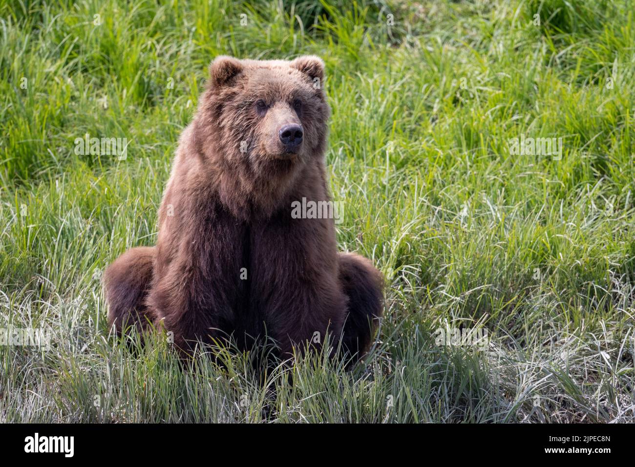 An Alaskan brown bear sitting along the shore of Mikfik Creek in McNeil ...