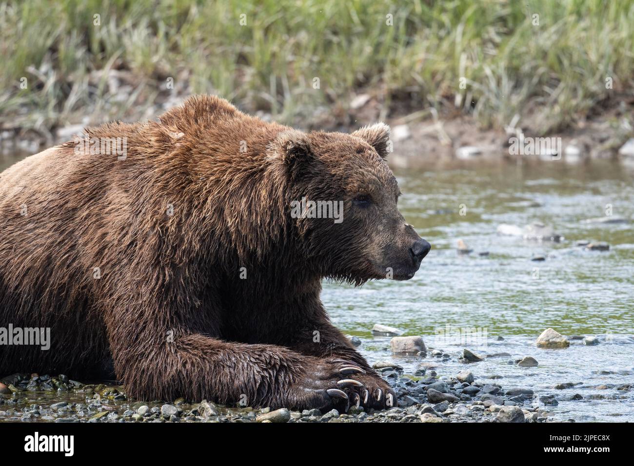 Alaskan brown bear laying on the rocky shore of Mikfik Creek in McNeil RIver State Game ...