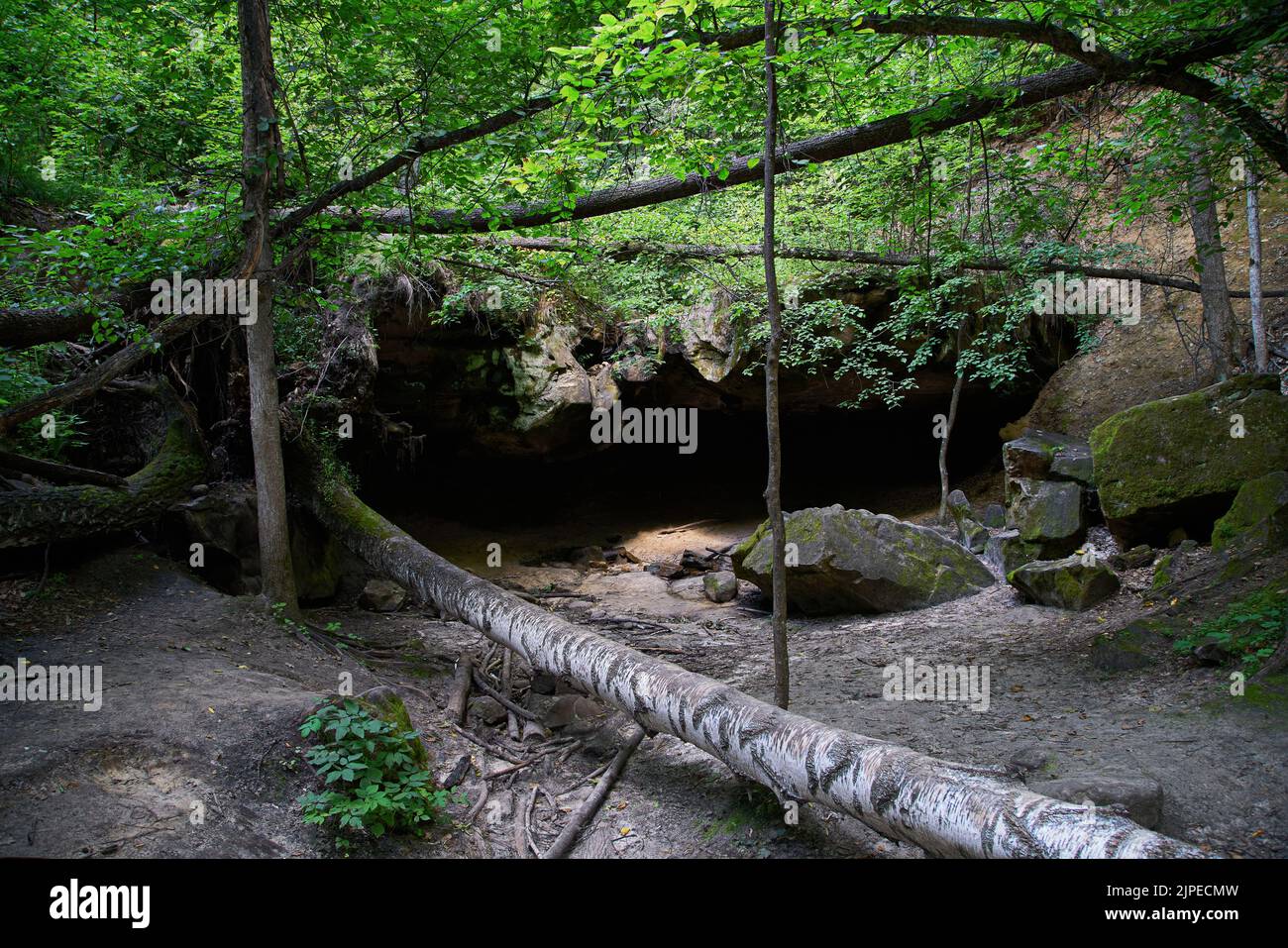 A small grotto, a gorge in the forest with different trees. Natural ...