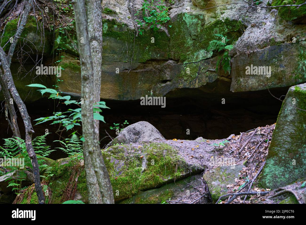 A small grotto, a gorge in the forest with different trees. Natural ...