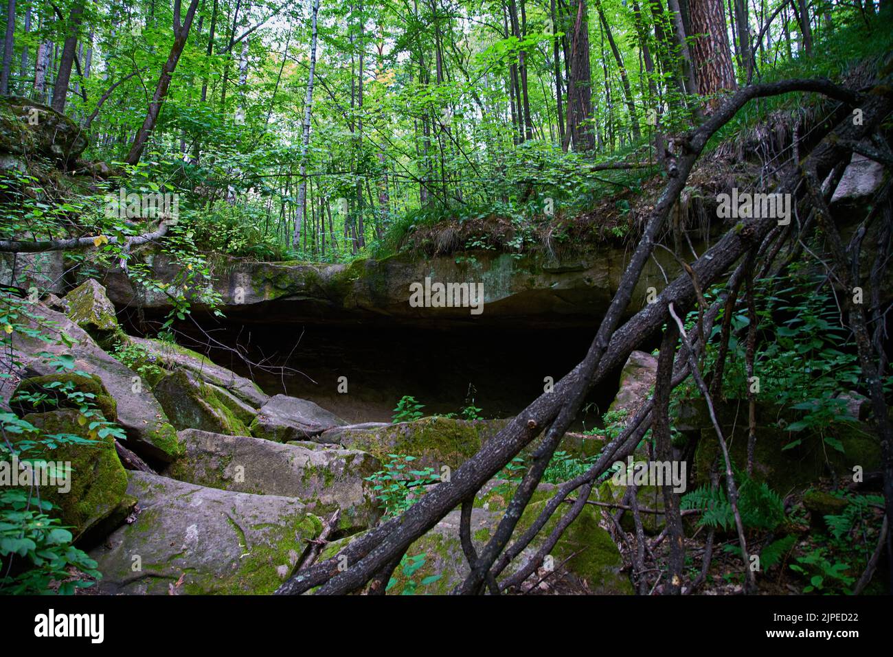 A small grotto, a gorge in the forest with different trees. Natural ...