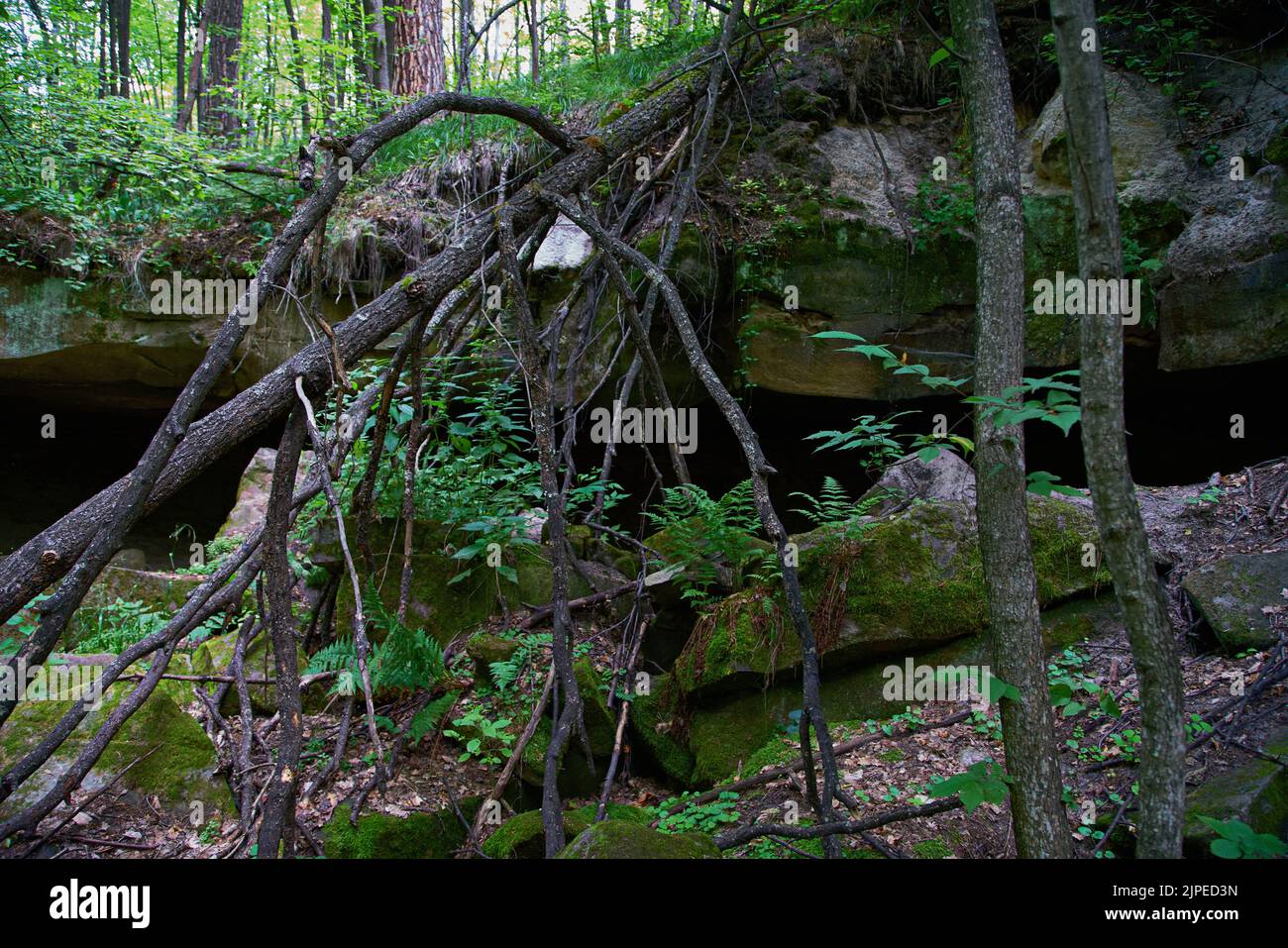 A small grotto, a gorge in the forest with different trees. Natural ...
