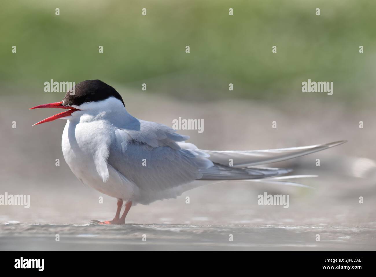 Vocalising Arctic tern sitting on ground Stock Photo - Alamy