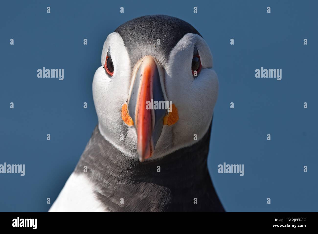 Atlantic puffin close up front view Stock Photo - Alamy
