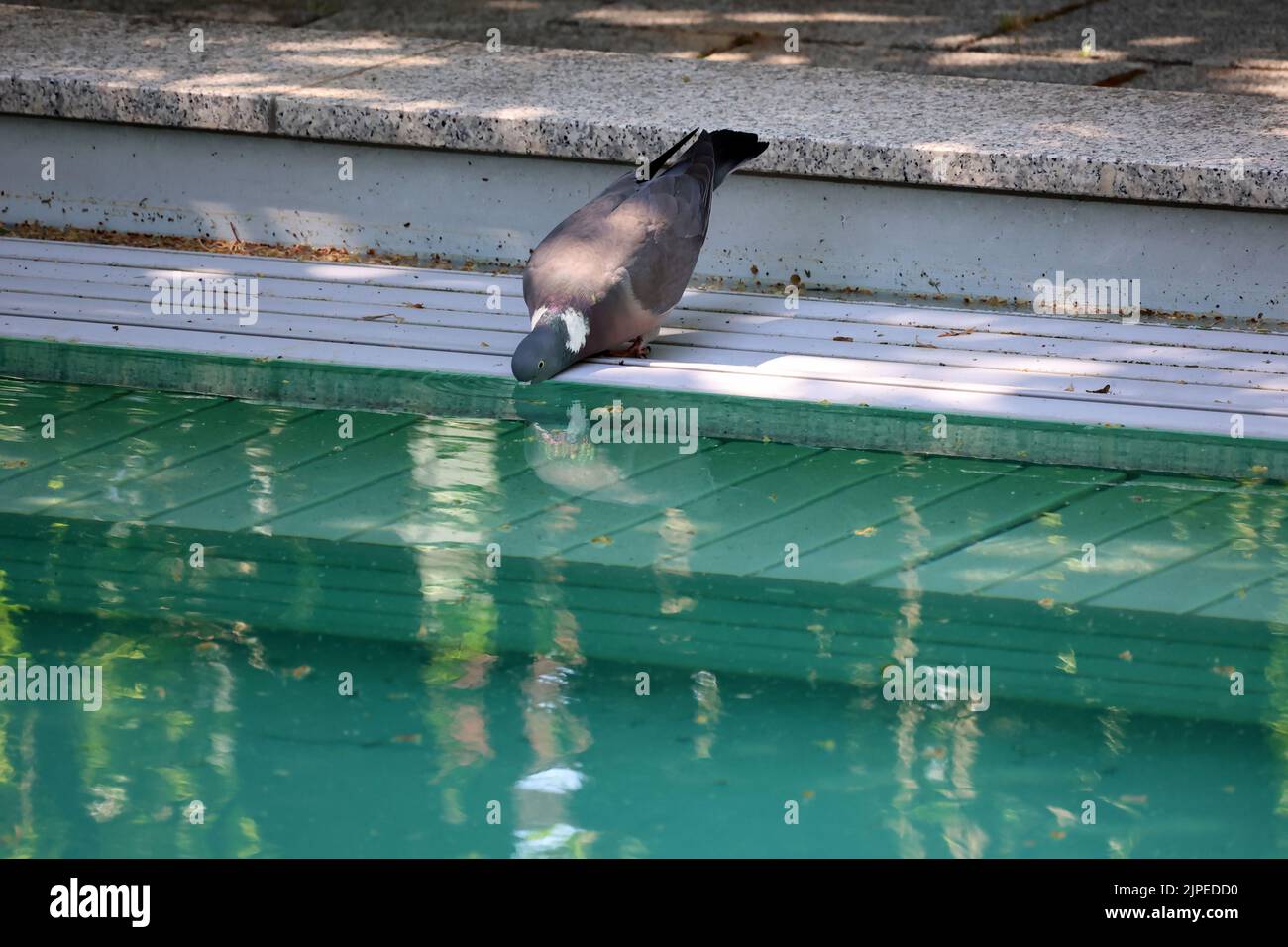 A wild Pigeon peacefully drinking water from an outdoor pool Stock ...