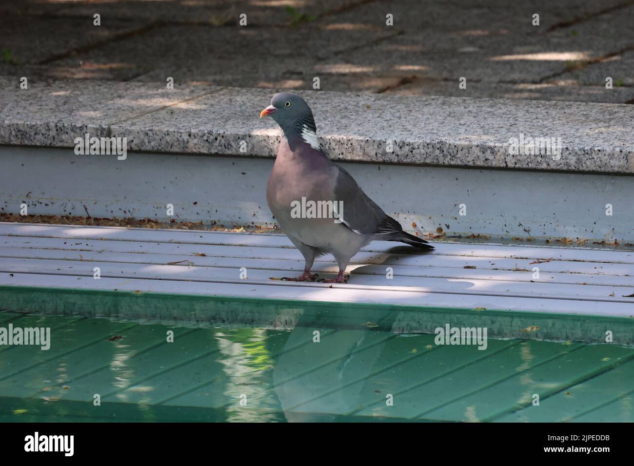A closeup of a cute wild Pigeon standing next to an outdoor swimming ...