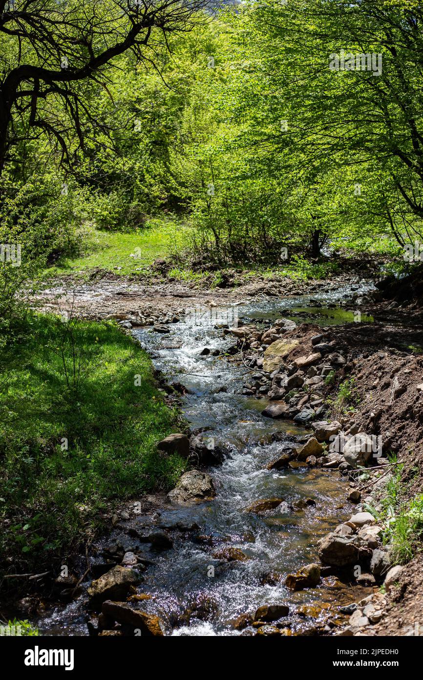 A vertical shot of a small river in a forest in Lori, Armenia Stock ...