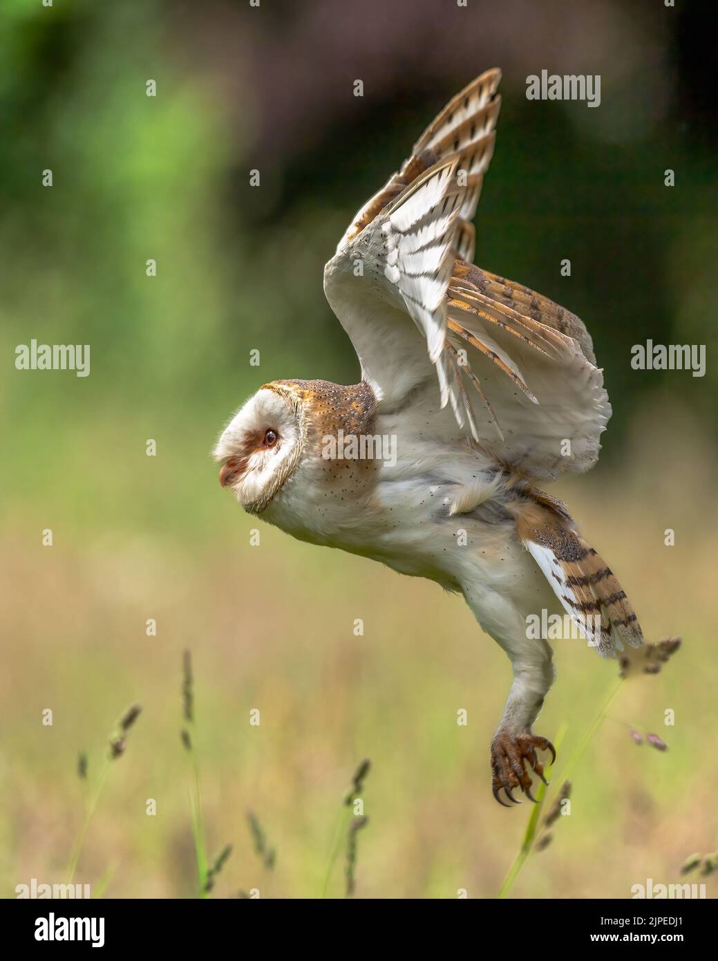 A vertical closeup shot of barn owl (Tyto alba) flying low over field ...