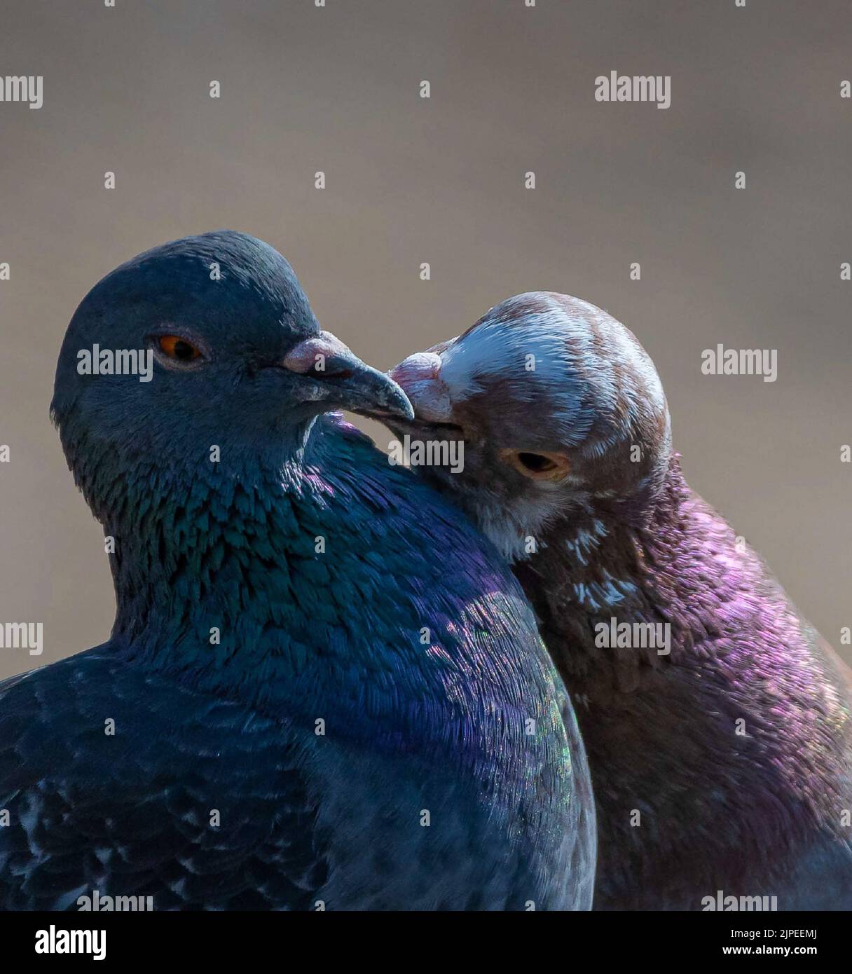 A closeup of two beautiful Pigeons in love kissing Stock Photo - Alamy
