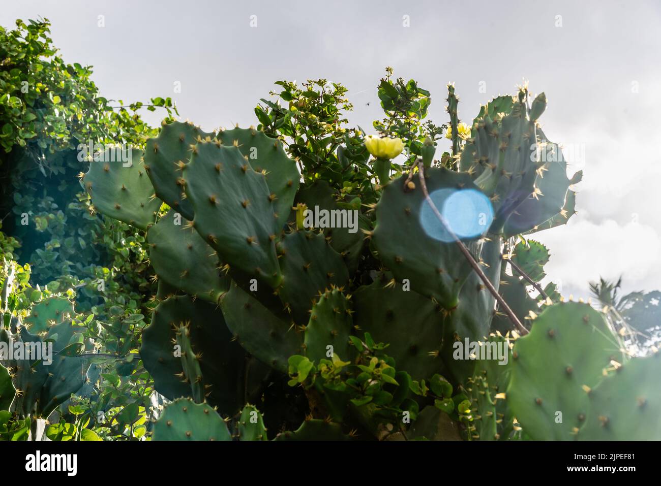 Prickly cactus with a blue sky in background. Salvador, Brazil Stock ...