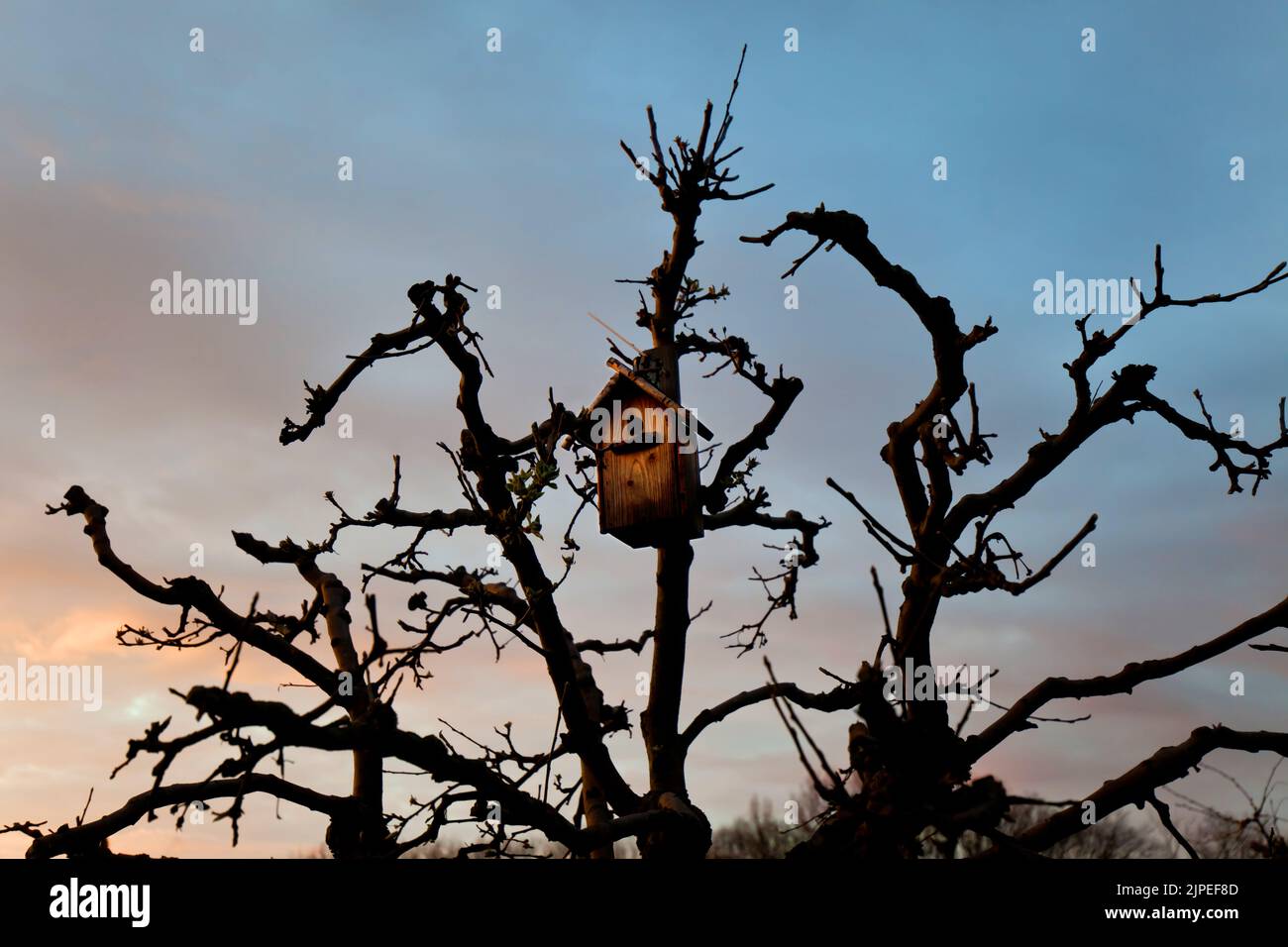 tree, nesting box, trees, nesting boxs Stock Photo - Alamy