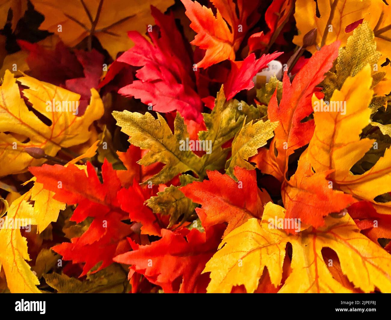 Vibrant Fall leaves - Perfect for adding your personal touch to social ...