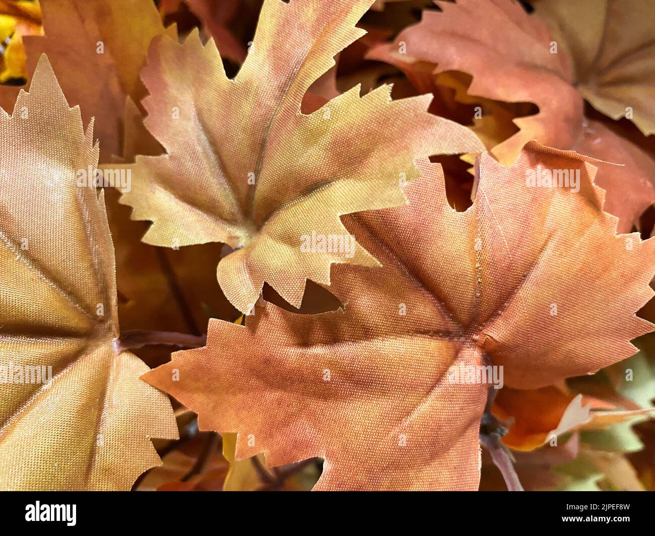 Vibrant Fall leaves - Perfect for adding your personal touch to social ...