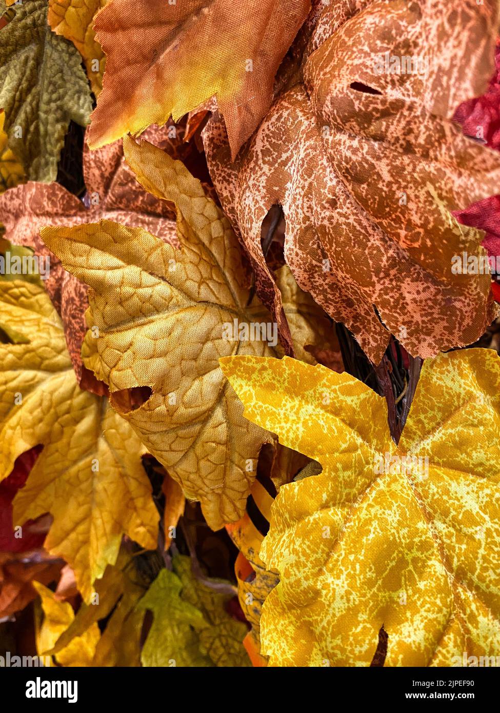 Vibrant Fall leaves - Perfect for adding your personal touch to social ...