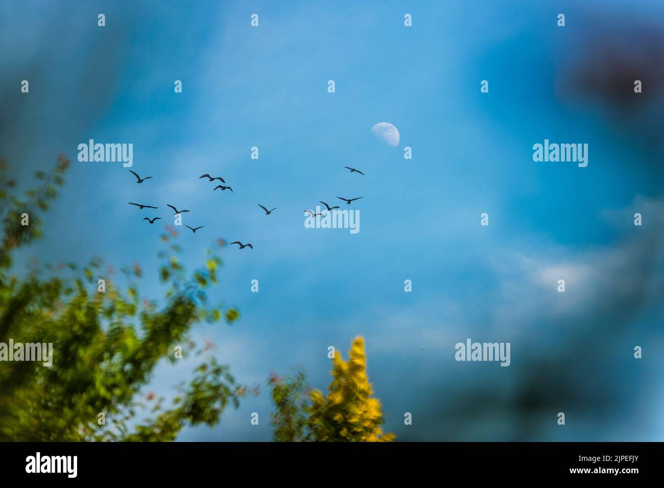 sky, moon, swarm of birds, vögel, heaven, skies, moons Stock Photo - Alamy