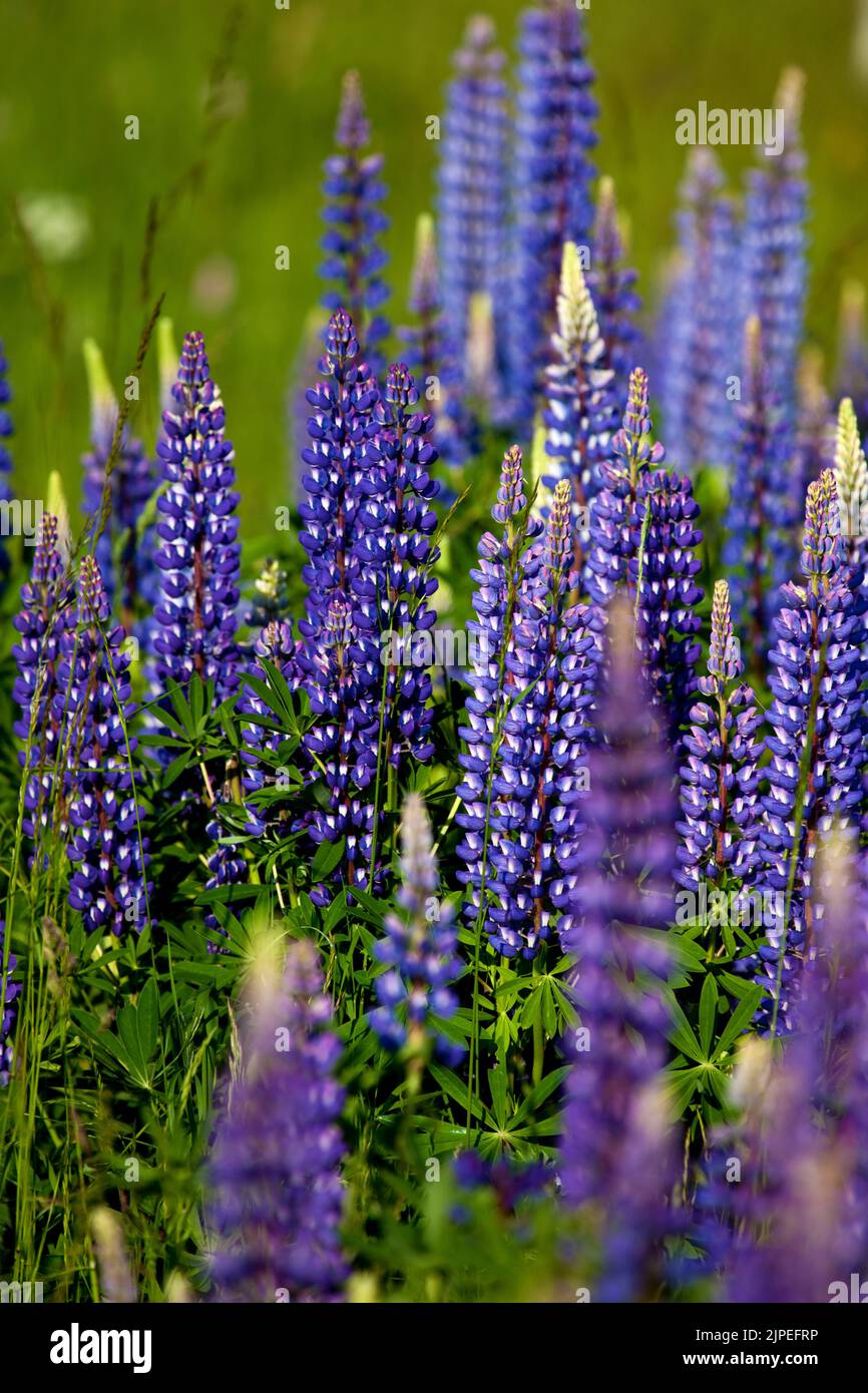 Lupins blossom hi-res stock photography and images - Alamy