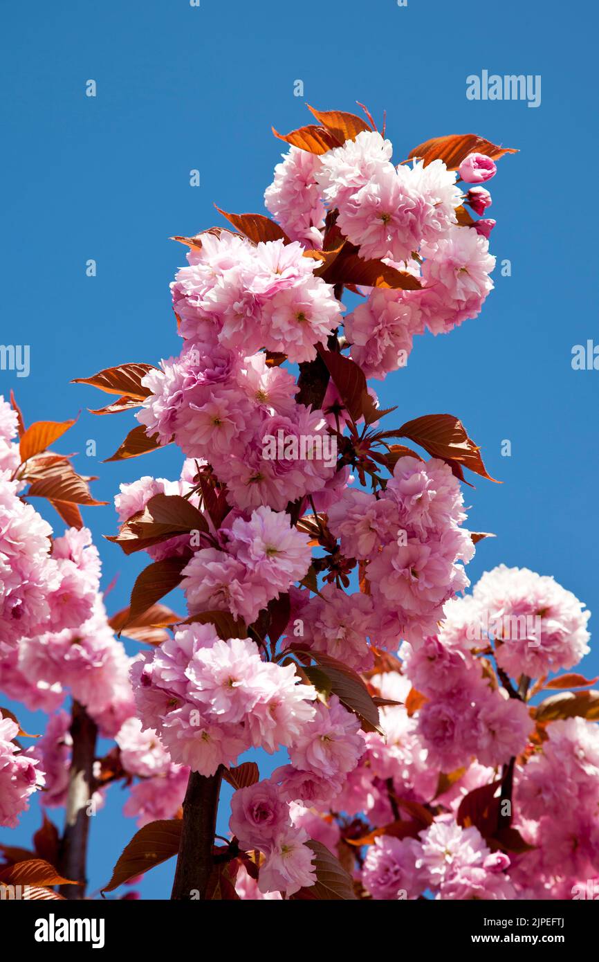 cherry blossom, east asian cherry, prunus serrulata, cherry blossoms ...