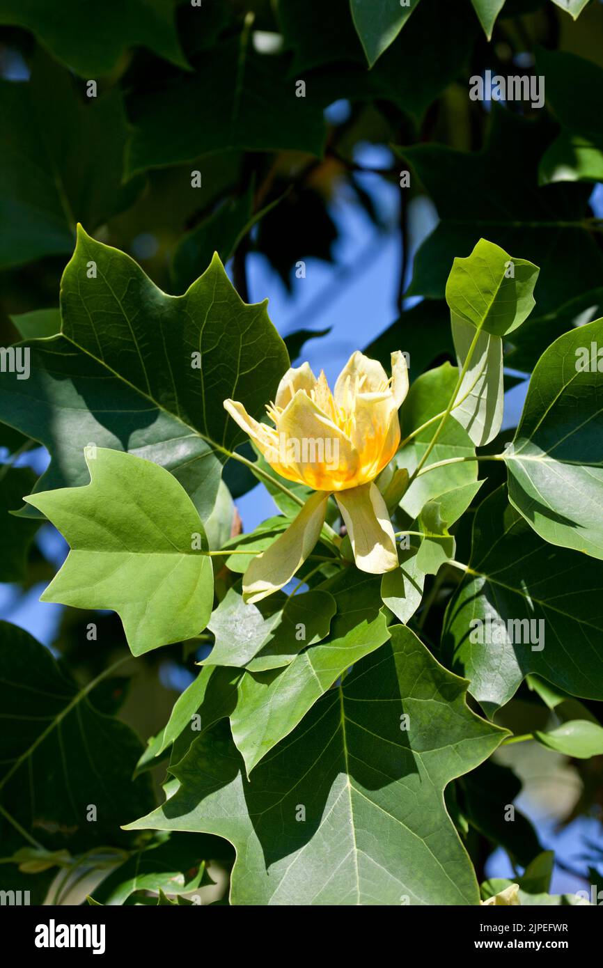 tulip tree, magnoliengewächse, liriodendron tulipifera, tulip trees ...
