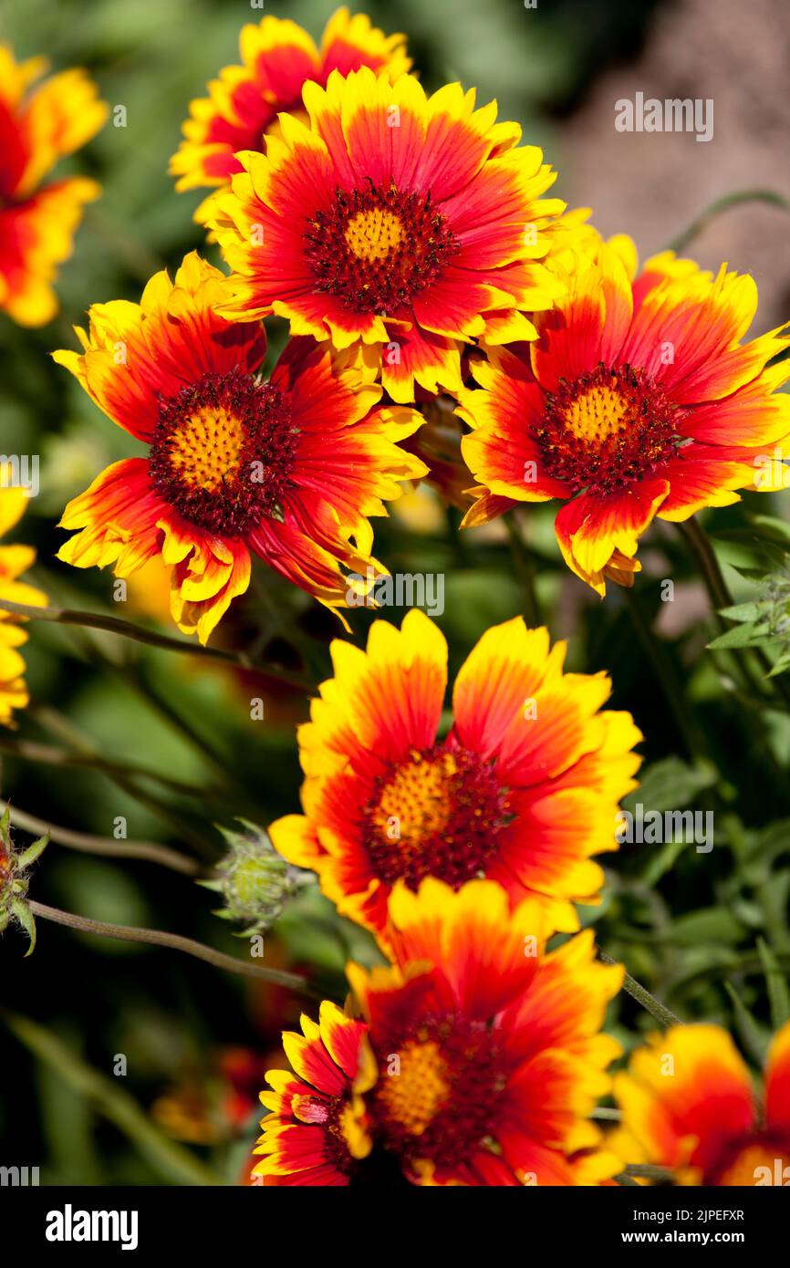 Outdoors gaillardia pulchella hi-res stock photography and images - Alamy