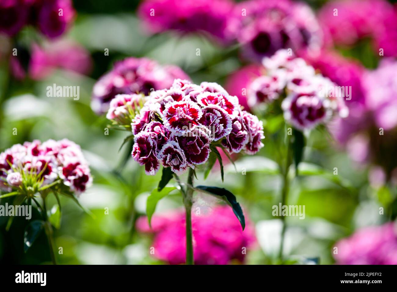 Dianthus barbatus sweet william hi-res stock photography and images - Alamy