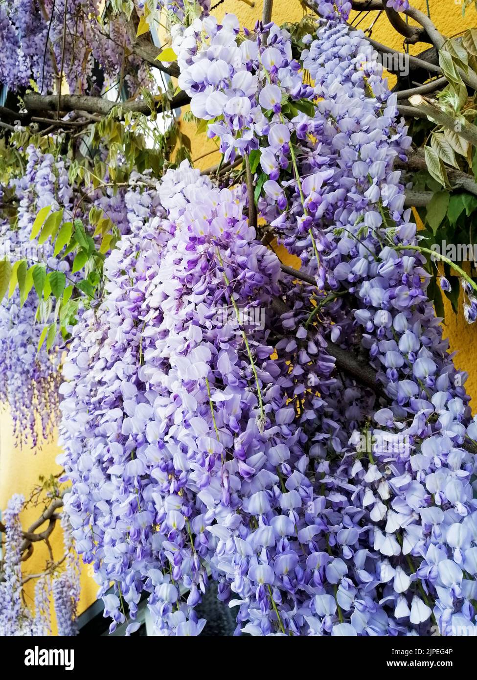 chinese wisteria, wisteria sinensis Stock Photo - Alamy