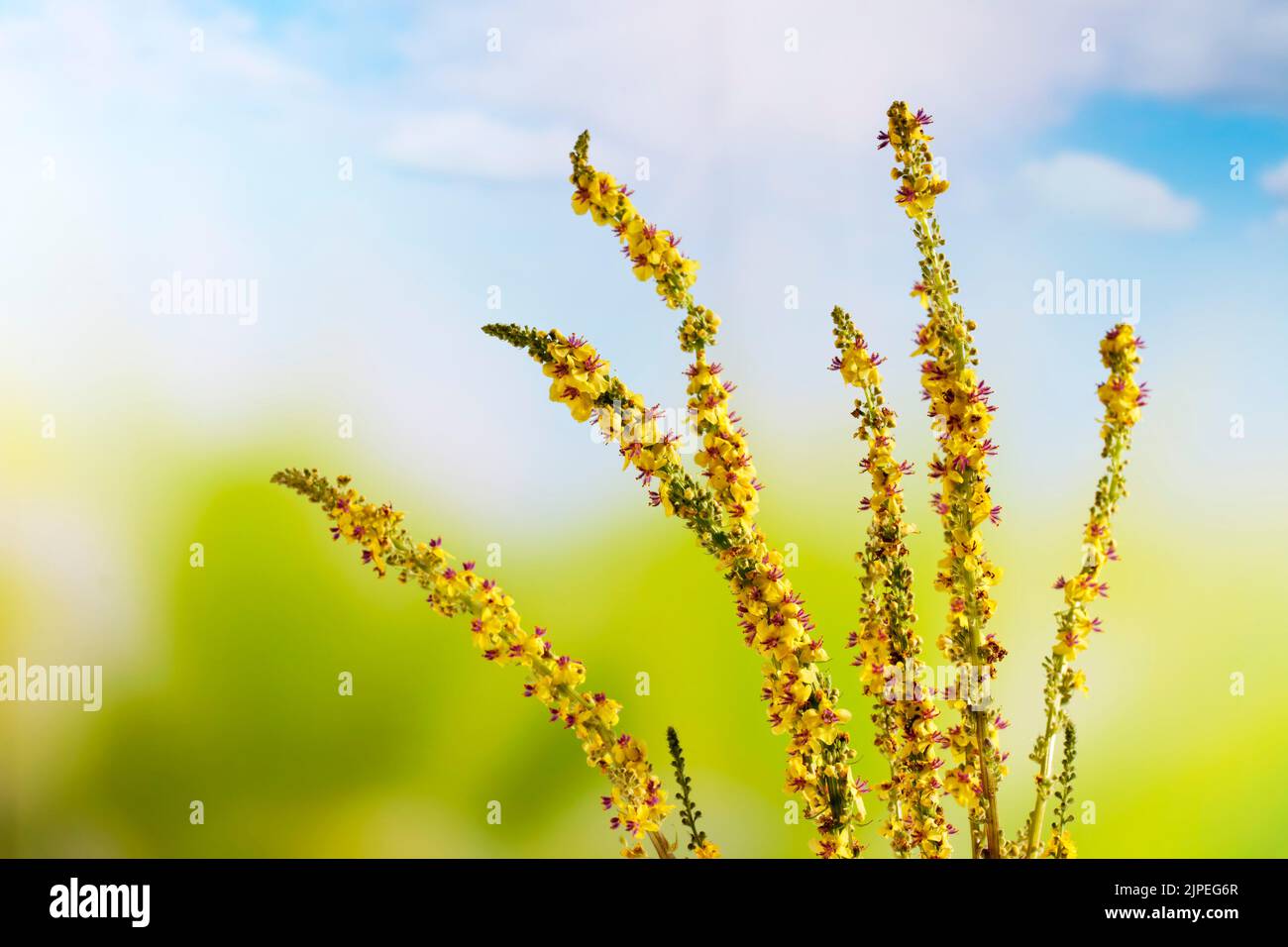 common agrimony, agrimonia eupatoria Stock Photo - Alamy