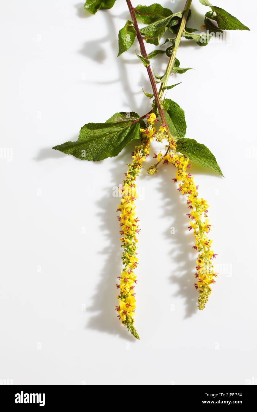 common agrimony, agrimonia eupatoria Stock Photo - Alamy