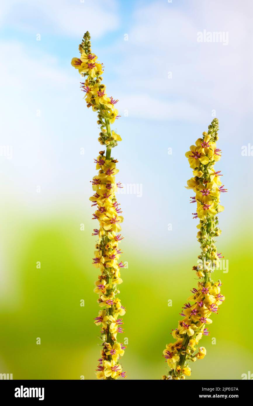 common agrimony, agrimonia eupatoria Stock Photo - Alamy