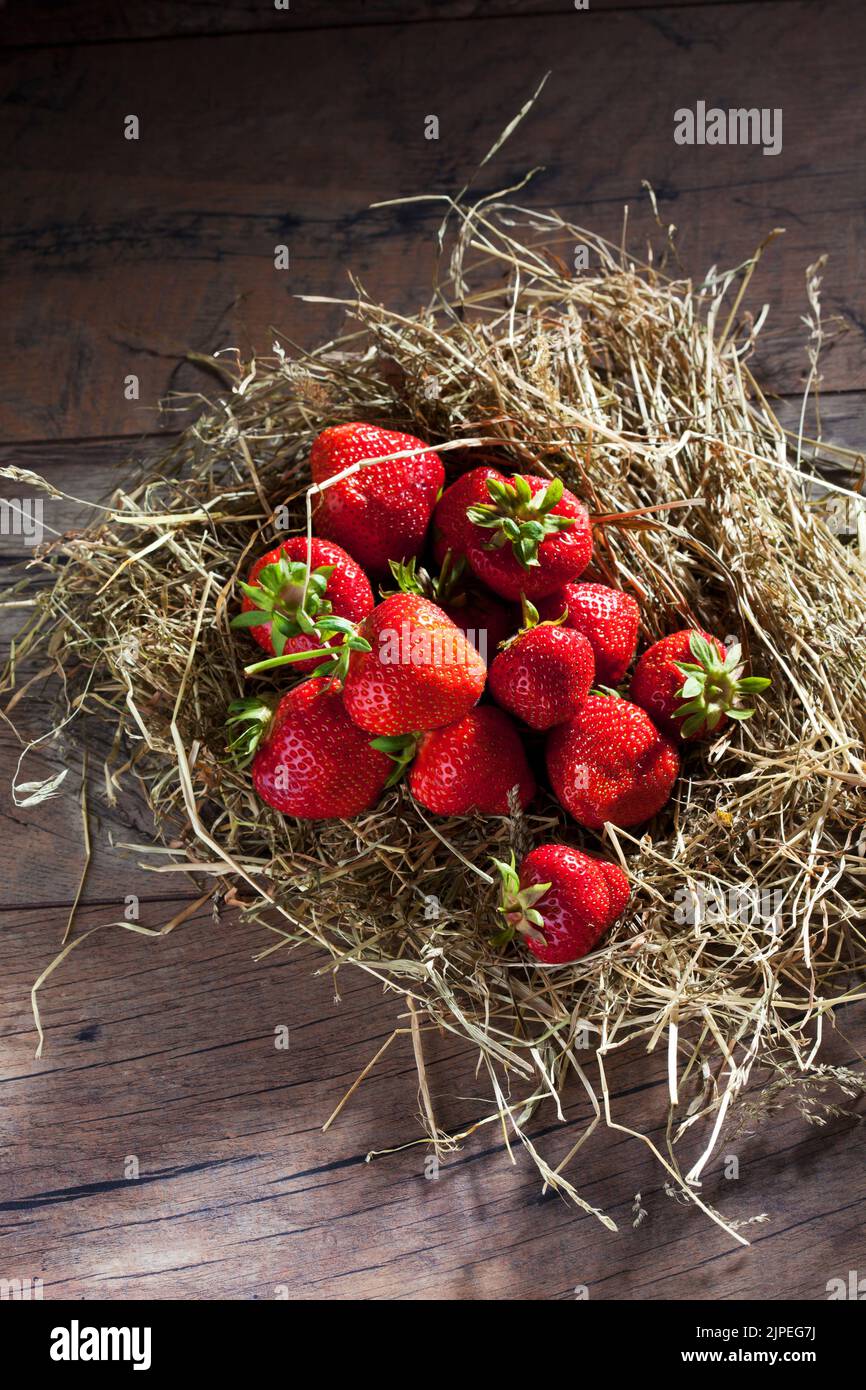 Hay birds hi-res stock photography and images - Alamy