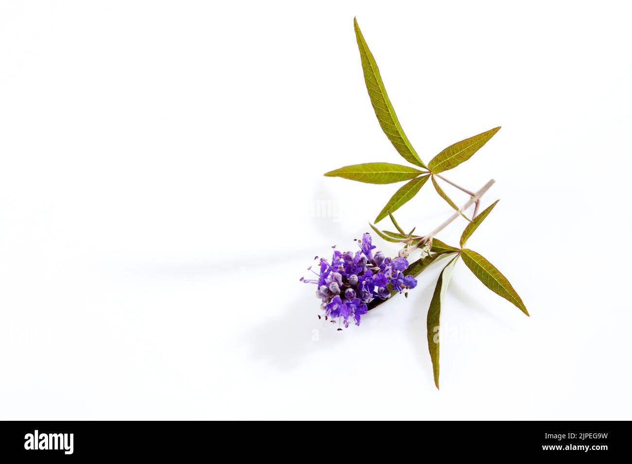Vitex agnus castus plant hi-res stock photography and images - Alamy