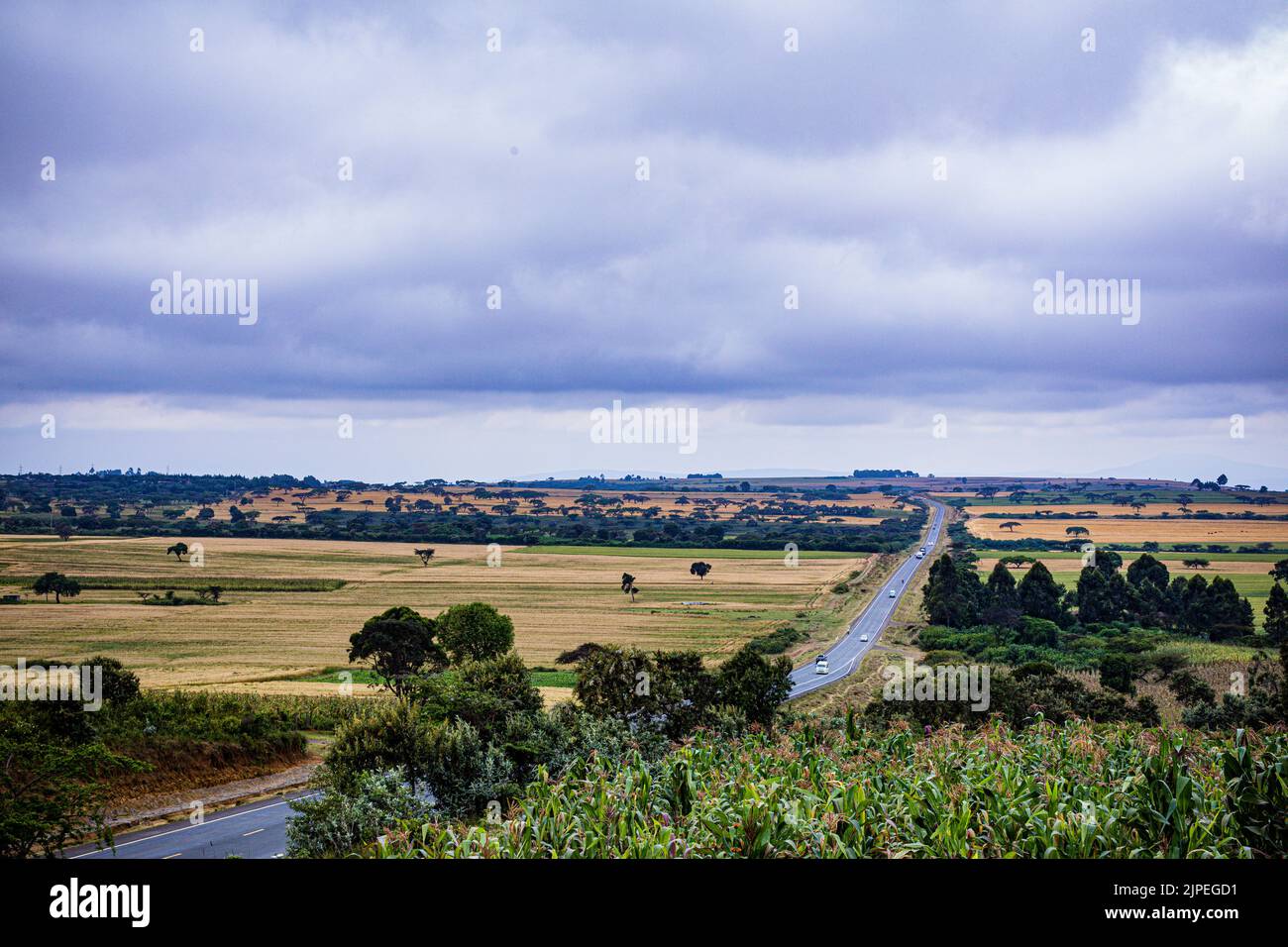 Wheat Whole grains farm farming in Kenya landscapes travel documentary ...