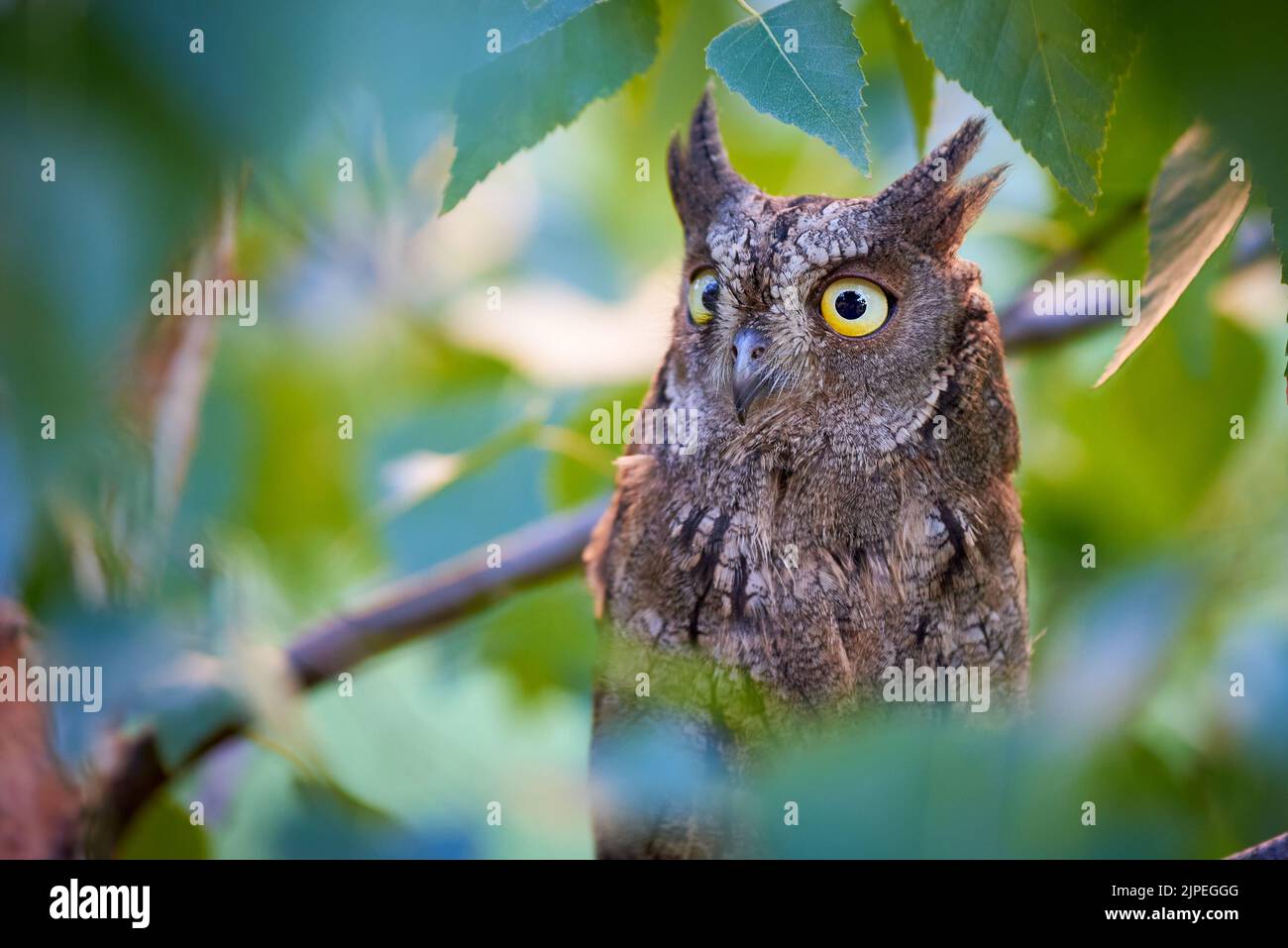 Eurasian scops owl sitting on a branch ( Otus scops Stock Photo - Alamy