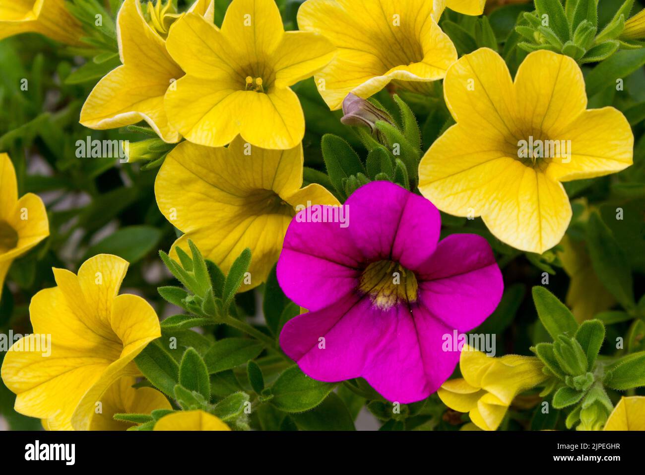 Calibrachoa plants hi-res stock photography and images - Alamy