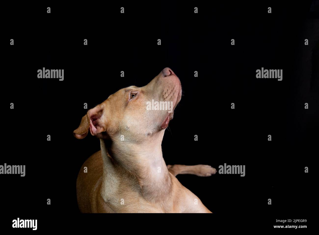 Portrait of a pit bull dog sitting and looking up against black ...