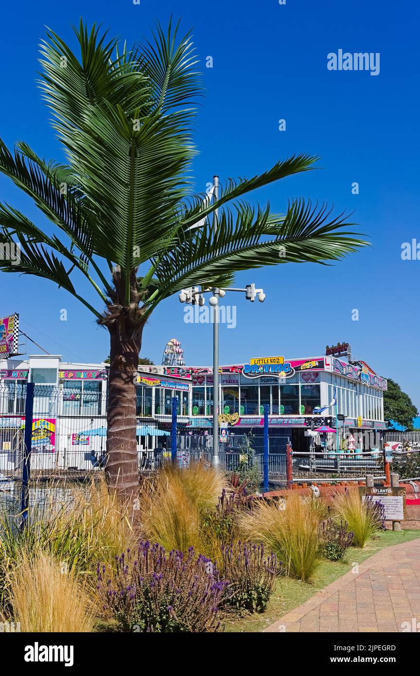 A palm tree on the promenade in Skegness with the kart racing track in ...