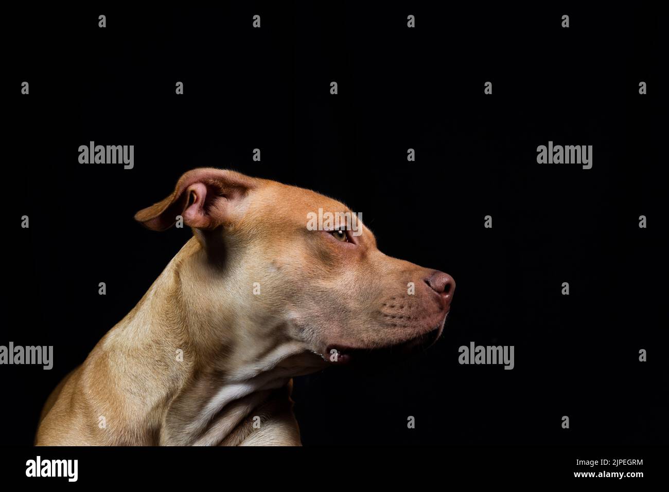 Portrait of a caramel-colored pit bull dog against black background ...