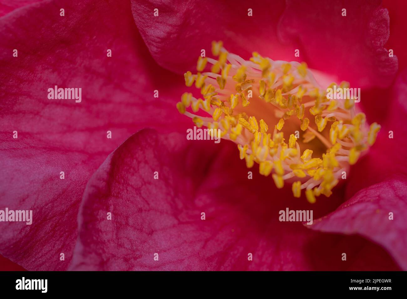 Garden flower stamens hi-res stock photography and images - Alamy