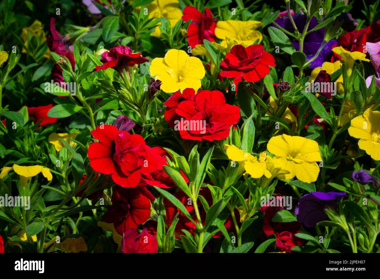 A close-up shot of mirabilis Jalapa flowers growing in the garden Stock ...