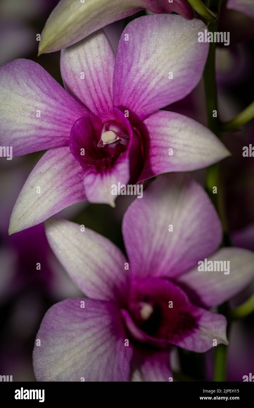 Cooktown hi-res stock photography and images - Alamy