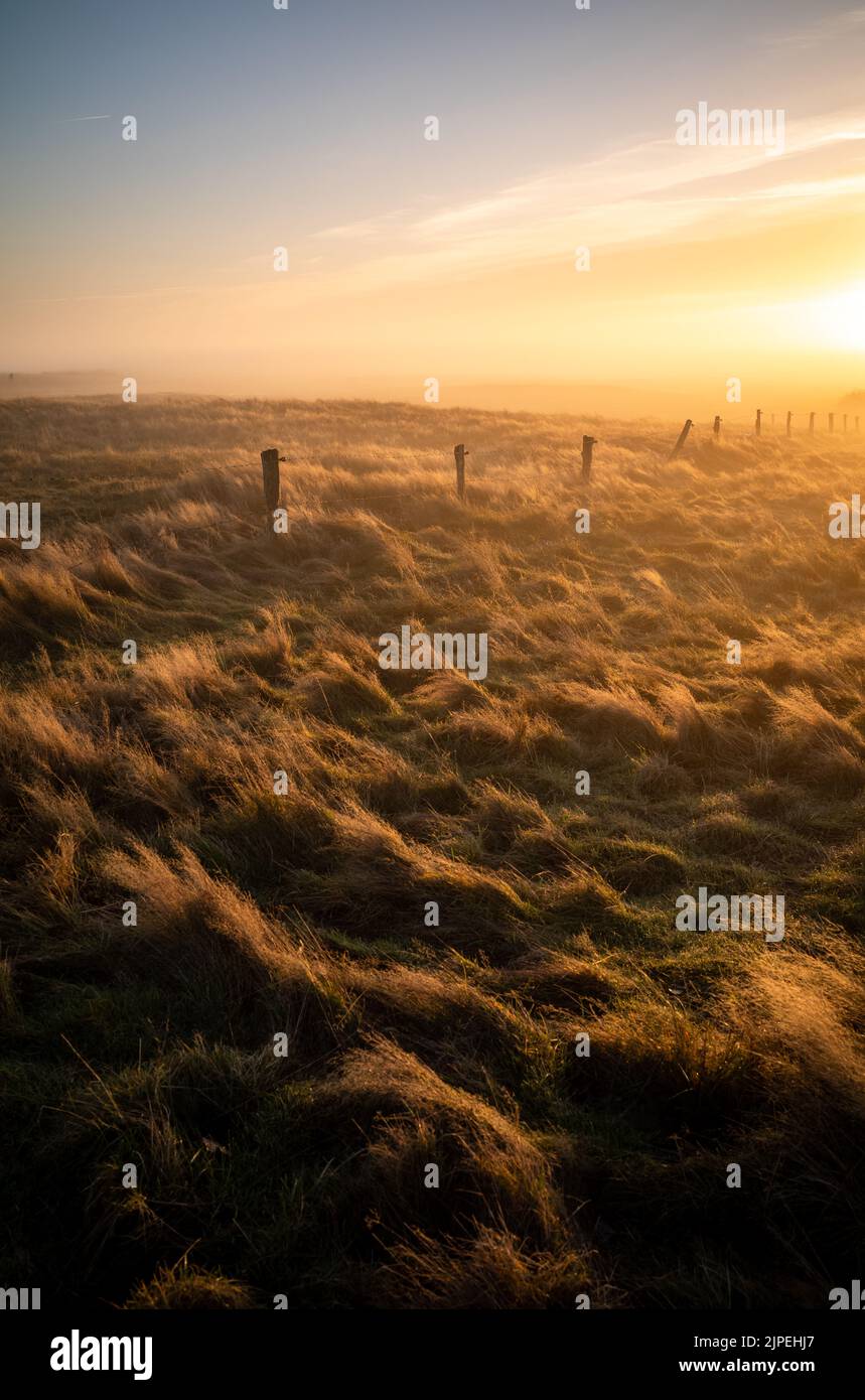 Nature in golden morning light, Sylt, Germany Stock Photo - Alamy