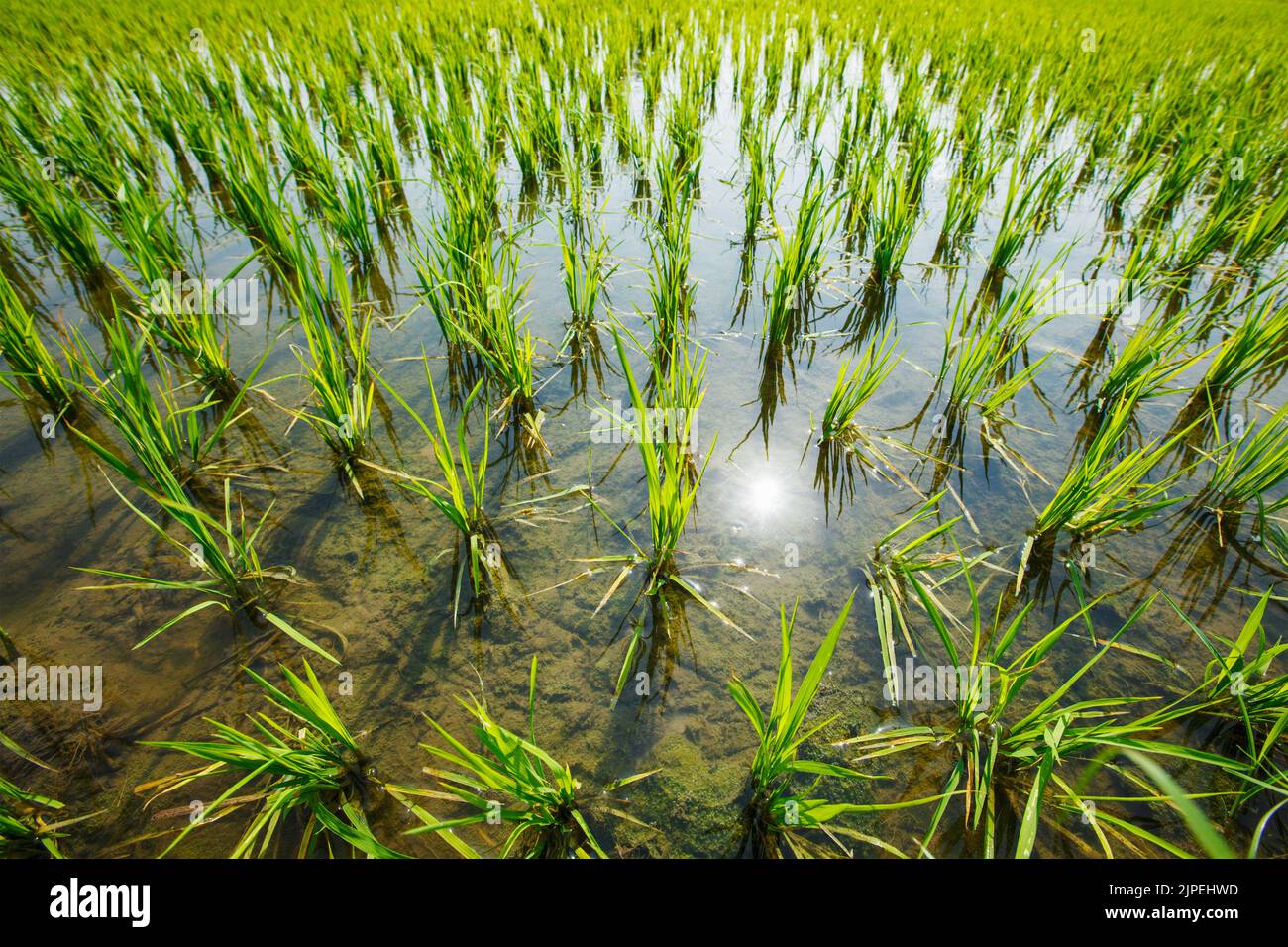 asia, paddy, rice cultivation, asian, asias, paddies, rice paddy, rice cultivations Stock Photo ...