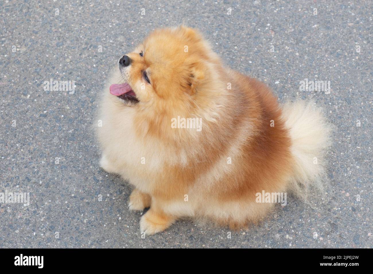 Red and yellow Pomeranian Spitz dog with a beautiful muzzle sits ...