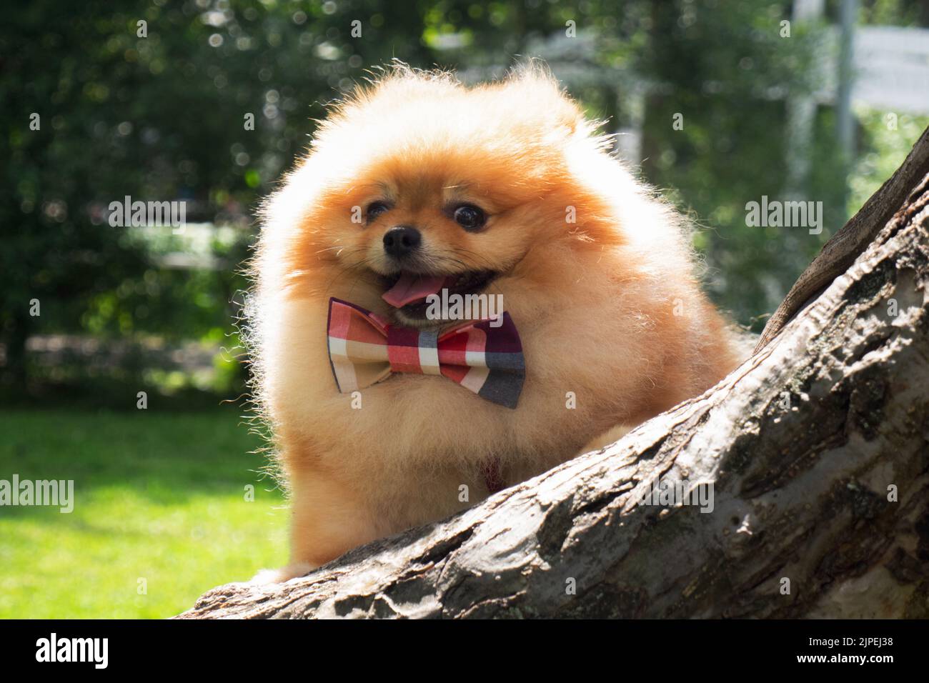 Red and yellow Pomeranian Spitz dog in a bow tie peeks out from behind ...