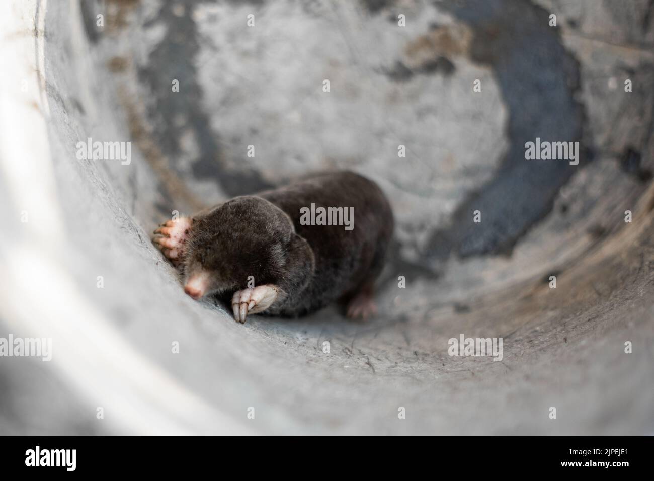 earthen mole caught in a bucket. Animal Pest crop on the farm and in ...