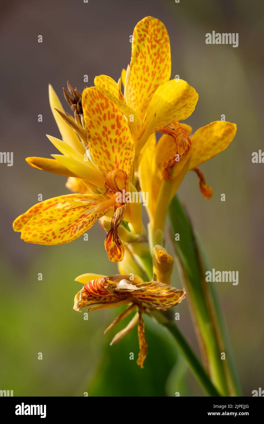Indian lilly hi-res stock photography and images - Alamy