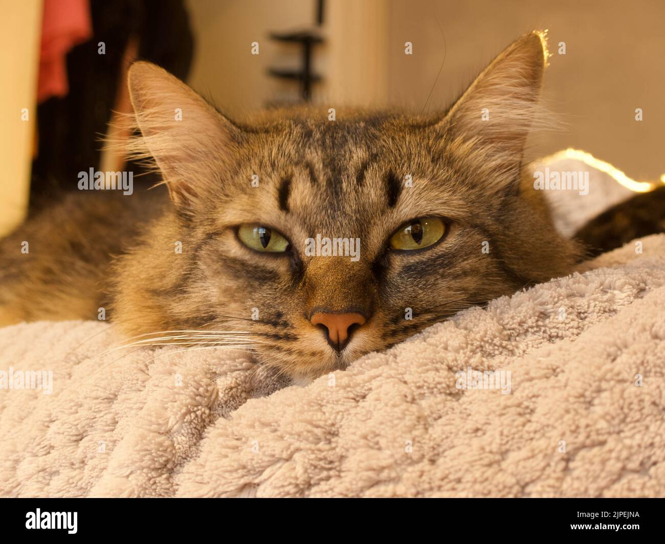 A portrait of a cute brown cat lazily lying on a blanket Stock Photo ...