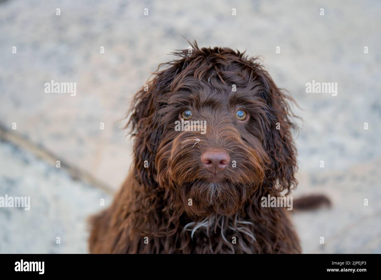 close-up of a pink-nosed red brown cockapoo puppy, eyes focused on the ...