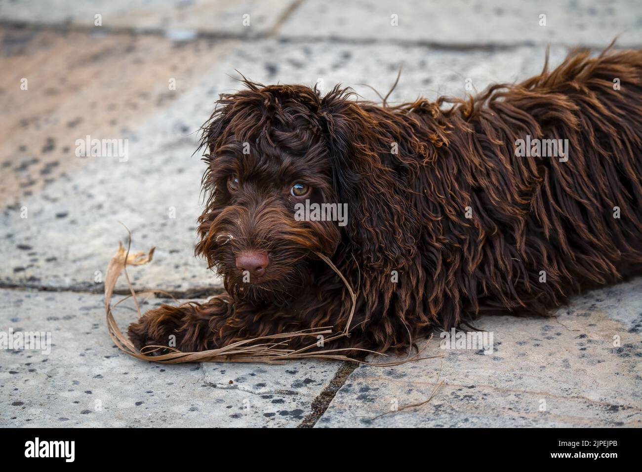 close-up of a pink-nosed red brown cockapoo puppy, eyes focused on the ...