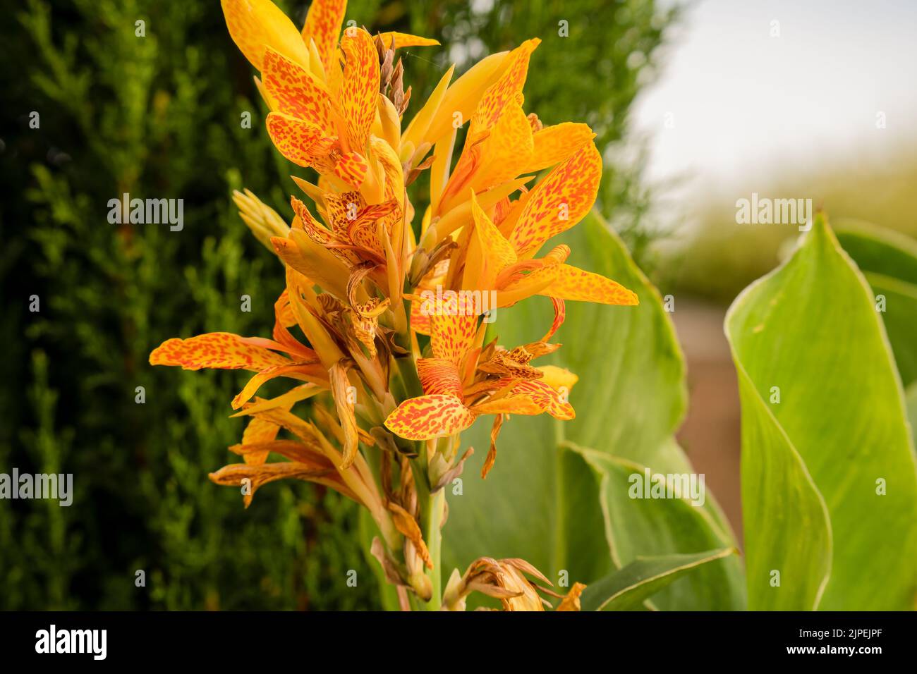 Indian lilly hi-res stock photography and images - Alamy