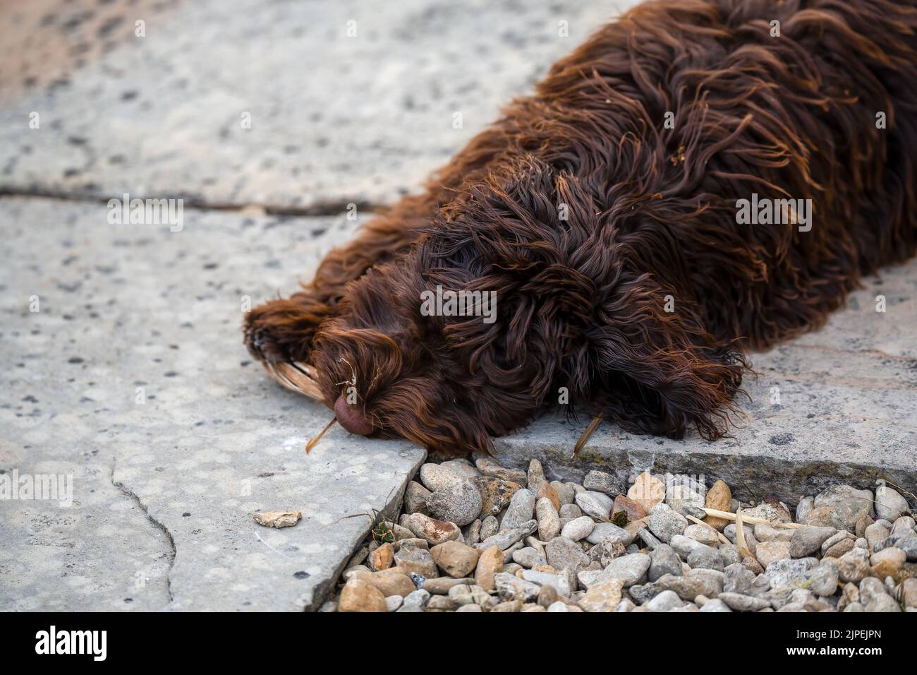 close-up of a pink-nosed red brown cockapoo puppy, eyes focused on the ...